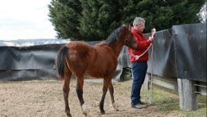 Foal Handling Online Clinic – Fear Free Horse Training