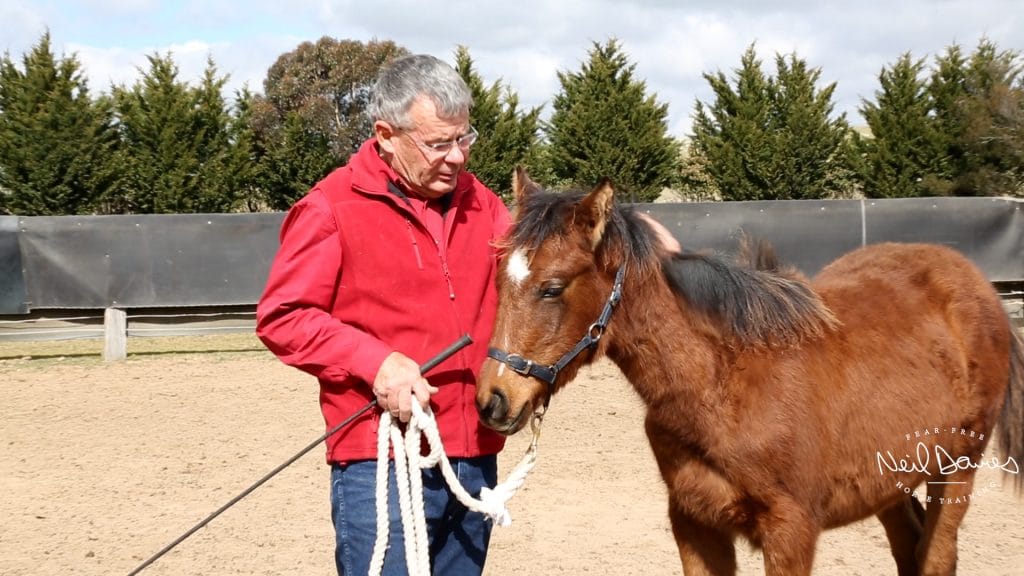 Neil’s Foal Handling Online Clinic - Fear Free Horse Training