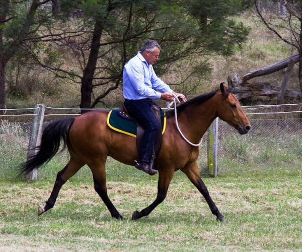 Stopping is Easy When You Teach Your Horse to Go Correctly – Fear Free ...