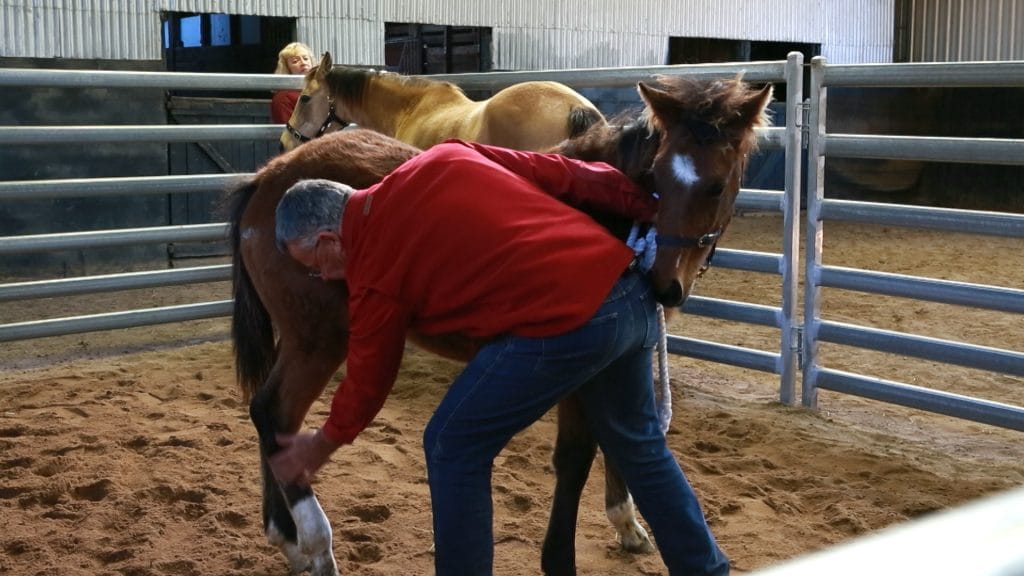 Neil’s Foal Handling Online Clinic - Fear Free Horse Training