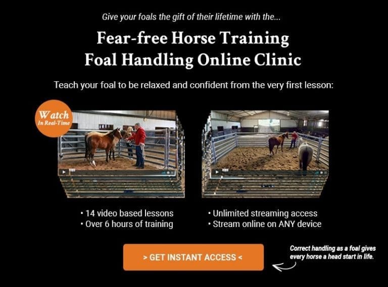 Foal Handling Online Clinic – Fear Free Horse Training