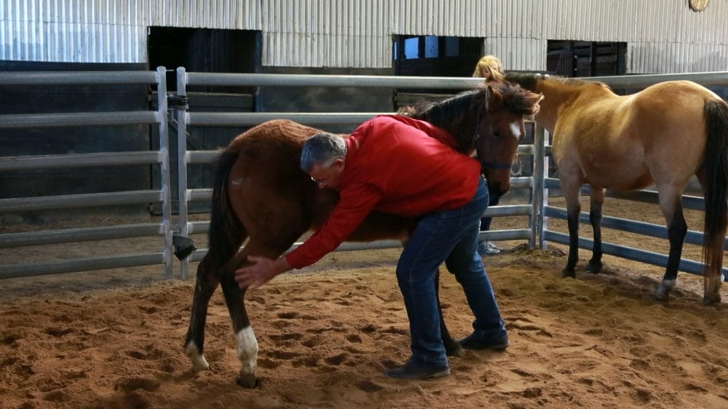 Shying and Control - Fear Free Horse Training