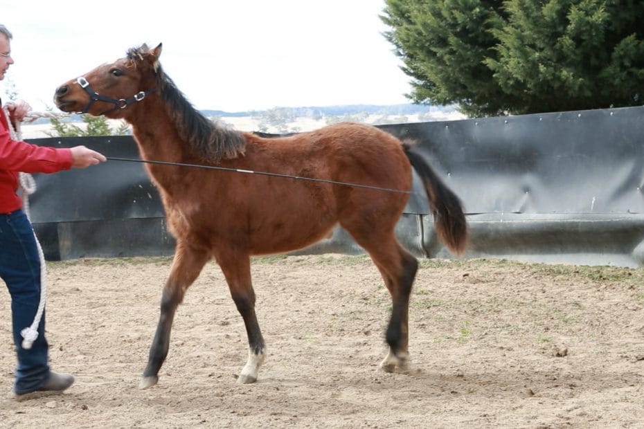 Pulling back when tied up – Fear Free Horse Training