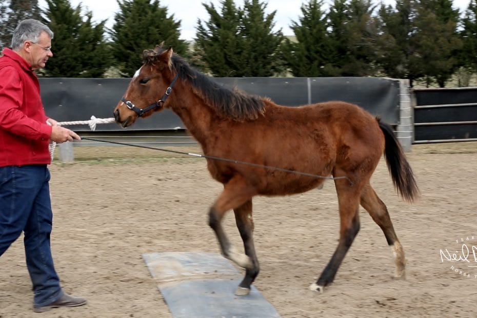How to Teach Your Horse to Step Over Obstacles – Fear Free Horse Training