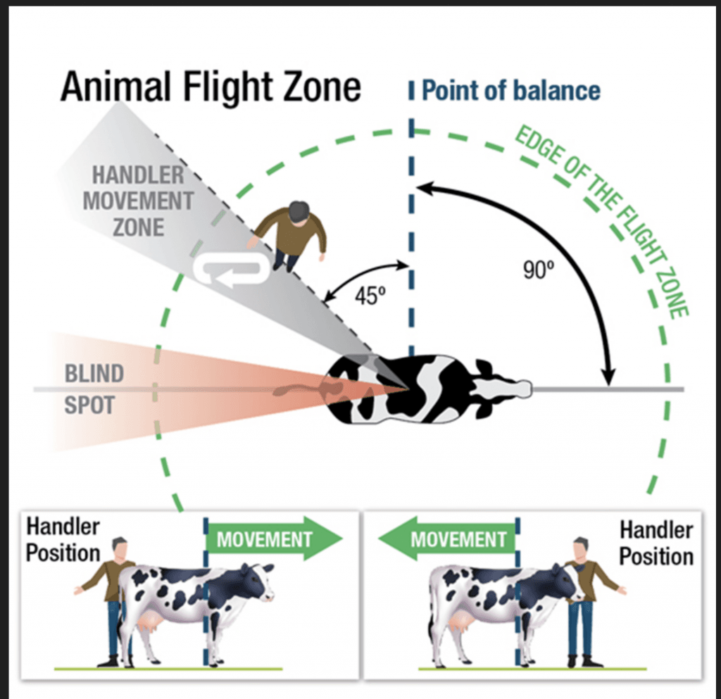 Pulling Back and Resisting - Fear Free Horse Training