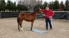 Foal Handling Online Clinic – Fear Free Horse Training