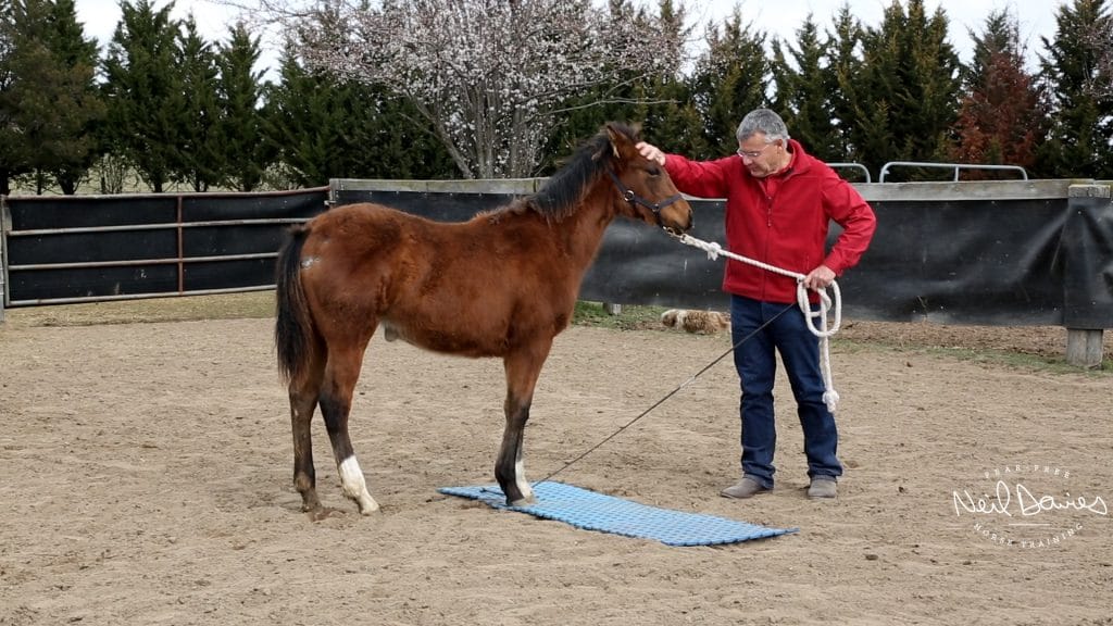 Neil’s Foal Handling Online Clinic - Fear Free Horse Training