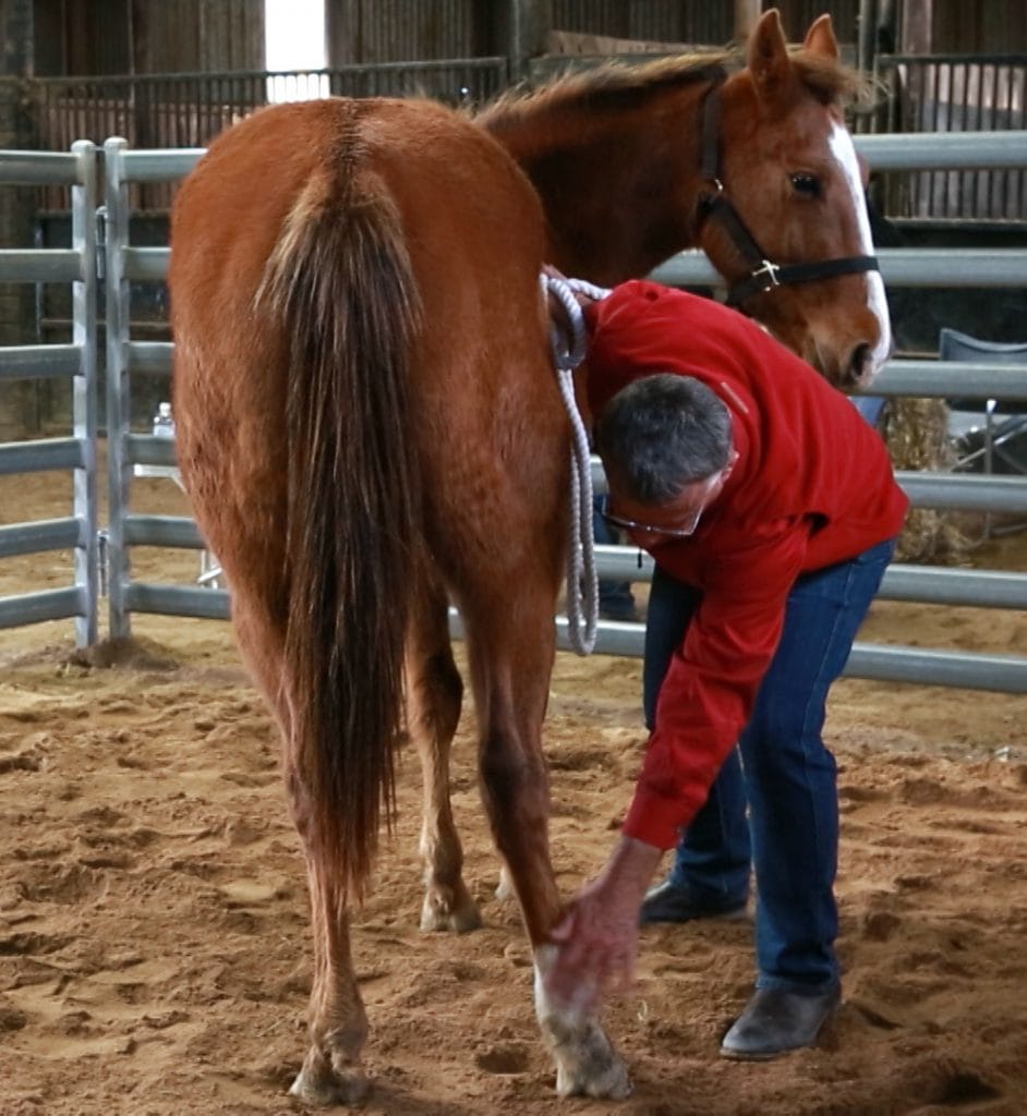 Starting a Horse Under Saddle Online Clinic - Fear Free Horse Training