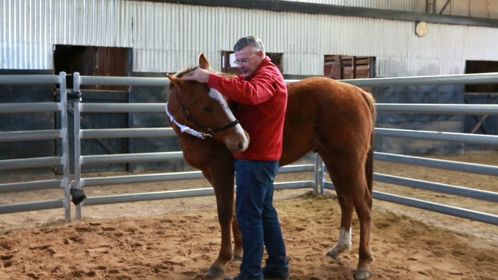 Starting a Horse Under Saddle Online Clinic - Fear Free Horse Training