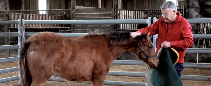 Online Clinic: Foal Handling – Fear Free Horse Training