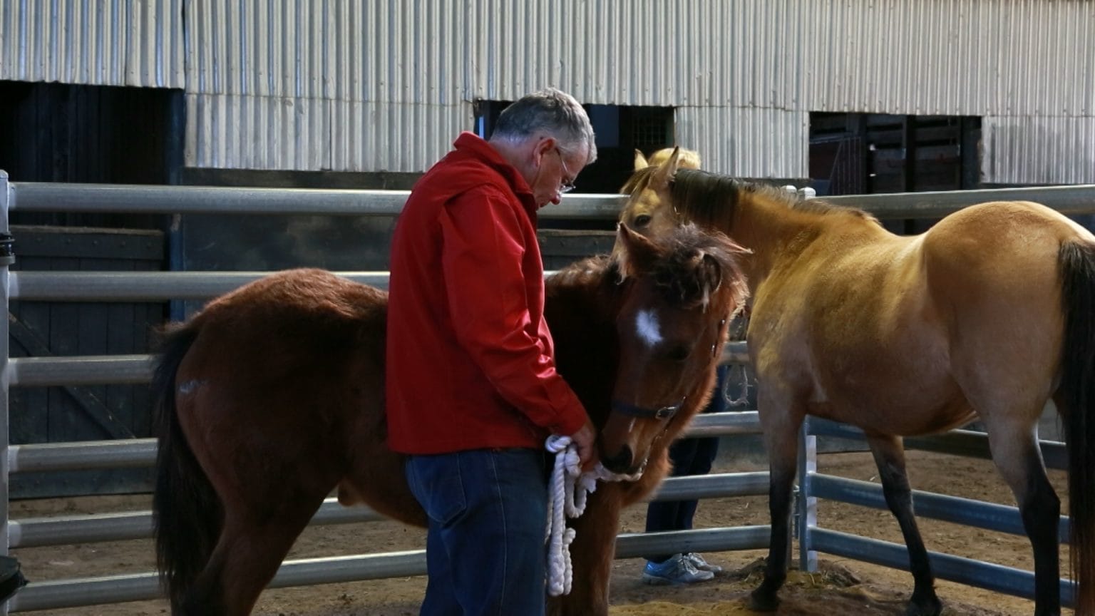Neil’s Foal Handling Online Clinic - Fear Free Horse Training