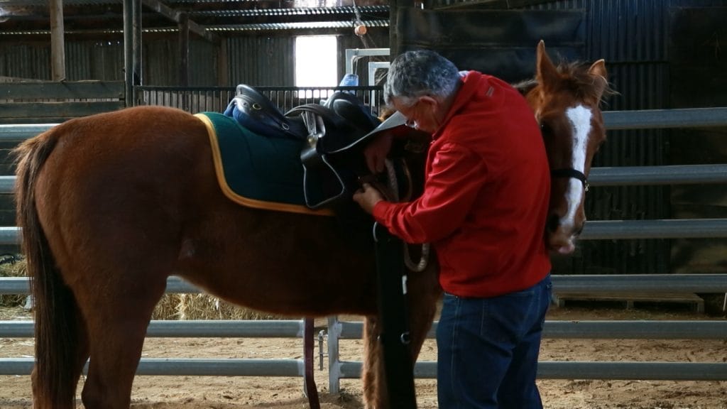 Fear Free Horse Training