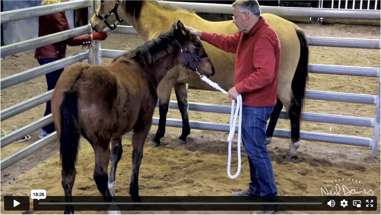 Build a better relationship with your horse - Fear Free Horse Training